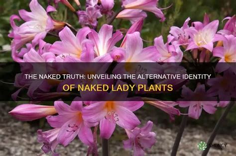 The Naked Truth Unveiling The Alternative Identity Of Naked Lady Plants ShunCy
