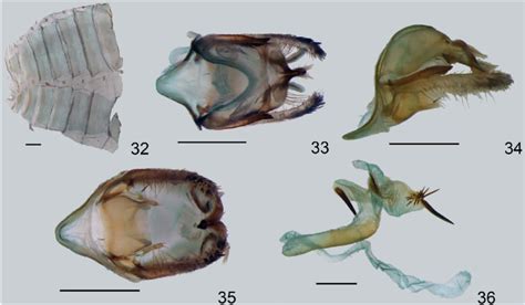 Genitalia Of Heliura Nigriventris 32 Male Abdomen 33 Male
