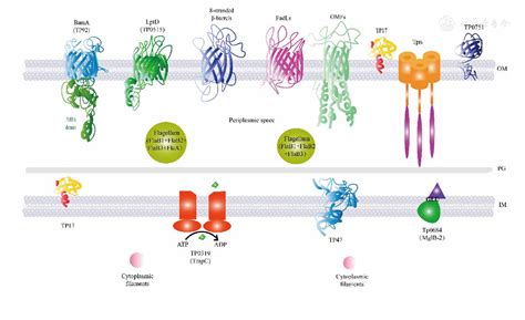 Treponema Pallidum Structure