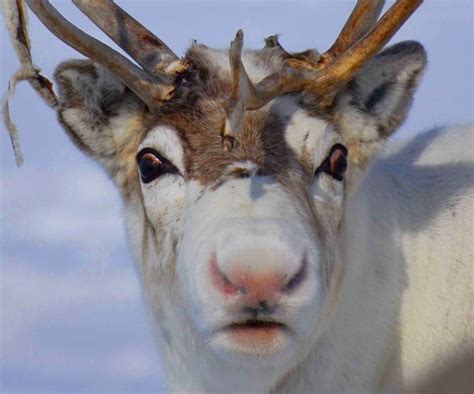 루돌프 코는 왜 빨개…주인공 북극 순록의 놀라운 사실
