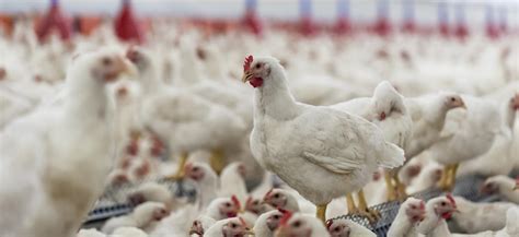La filière volaille de chair française un secteur sous tension Le