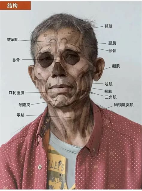 素描头像骨骼肌肉块面讲解 小红书图片 结构图片素材 花瓣网