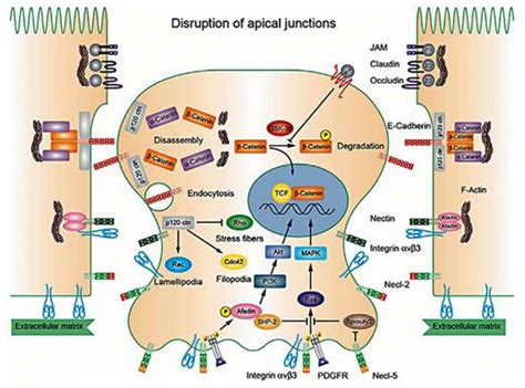 Nectin And Nectin Like Molecules Biology And Pathology American