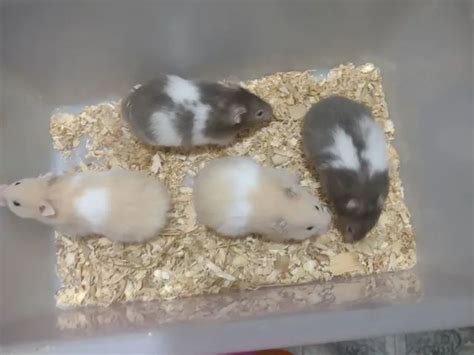 Filhotes De Hamster Sirio No Brasil