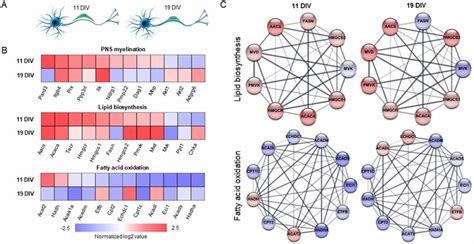 Rna Sequencing Of The Drg After Es A Schematic Showing Condition Of Download Scientific