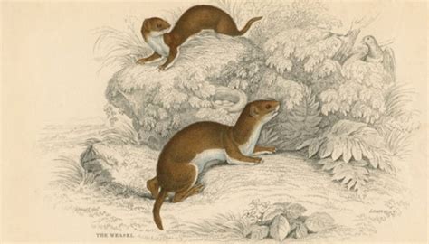 Differences Between Ferrets Stoats And Weasels Sciencing