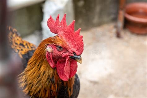 Close Up Of A Beautiful Big Cock S Head Stock Image Image Of Food