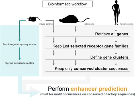 outline of the bioinformatic framework we retrieved gene information