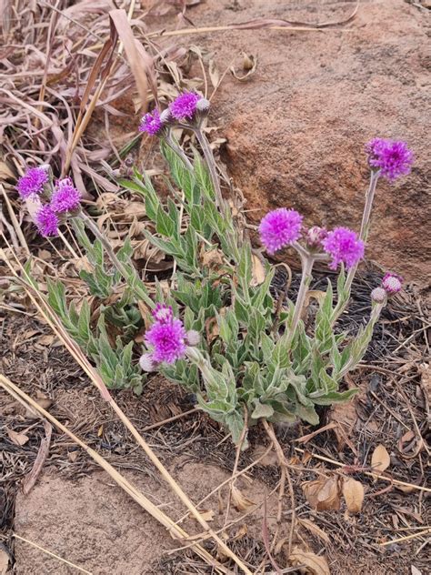 Bluebrush From West Rand District Municipality South Africa On
