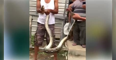 Heboh Video Penangkapan Ular Piton Berkepala Dua Di Rumah Warga Purbalingga Ini Bikin Netizen
