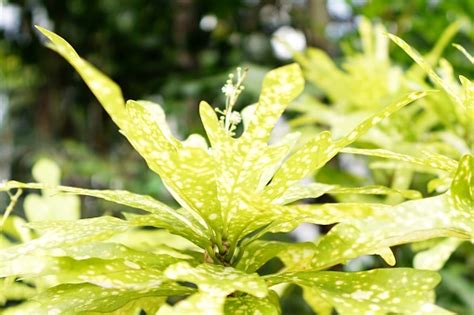 Codiaeum Variegatum Pictum 잡 색된 잎 바퀴 0명에 대한 스톡 사진 및 기타 이미지 0명 공원 노랑