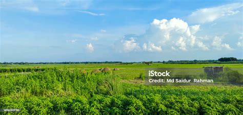 푸른 하늘과 흰 구름 마을 녹지의 맑은 여름 전망 큰 흰 구름이 하늘에 있고 구름과 흰 구름이있는 푸른 하늘 0명에 대한 스톡 사진 및 기타 이미지 Istock