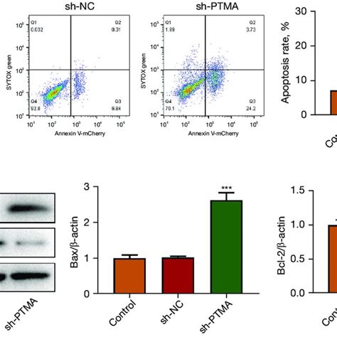 Interference With Ptma Expression Inhibits Escc Cell Proliferation A