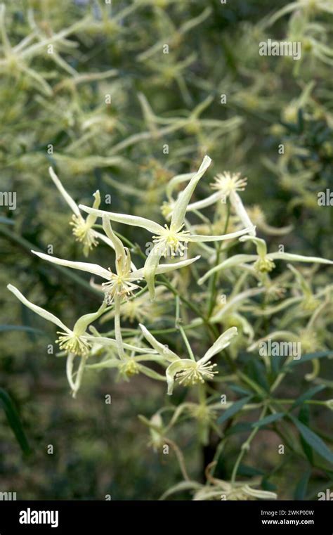 Clematis In Europe Is A Climber With Spectacular Flowers Our Native