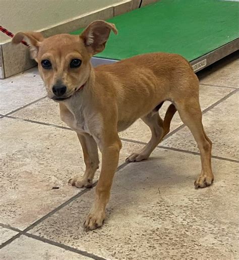 Adopt Tiny Tim Today Pets Thecountyoffice