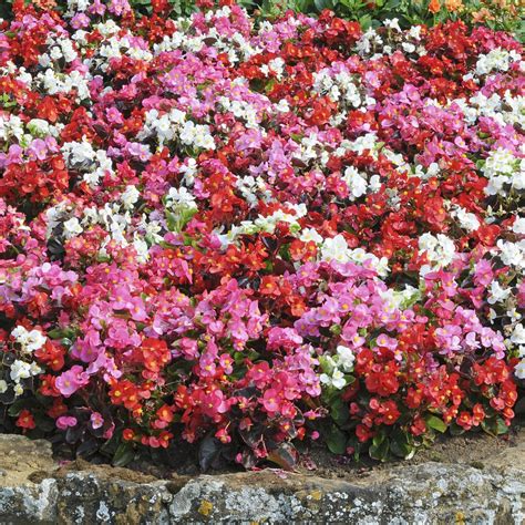 Begonia Semperflorens Organdy Mixed F1 Hybrid Plug Plants Thompson