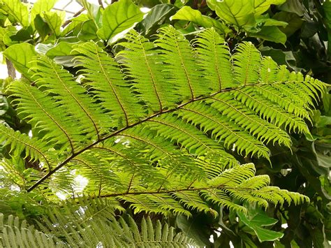 Tree Fern Dicksonia Free Photo On Pixabay Pixabay
