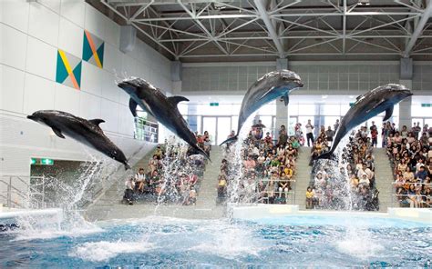 北埠頭旅客ターミナルからのアクセス情報 クルーズ 公式鹿児島県観光サイト かごしまの旅