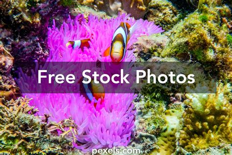 Only Dragon Fish Beautiful Dragon Fish In Sea Great Photos Download