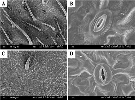 The Lower Epidermis As Shown By Sem A Lower Epidermis Of O Download Scientific Diagram