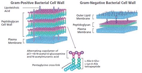 Inhibition Of Cell Wall Biosynthesis By Antibiotics