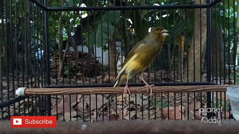 Estimula Rapidamente O Som Dos Canários A Fim De Cantar Rapidamente