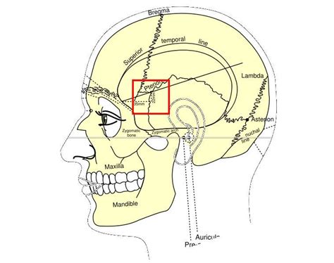 Ptérion Doccheck Pictures Human Skeleton Anatomy Classroom Posters