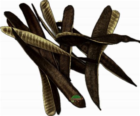 Seed Pods Reptiscape