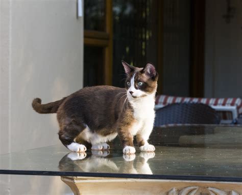 Munchkin Cat Breed Profile Characteristics Care