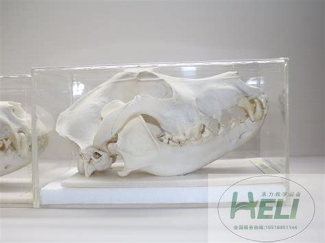 动物骨骼标本 生物标本 产品中心 昆虫分类标本植物病害标本生物显微玻片蝴蝶标本新乡市禾力教学设备有限公司