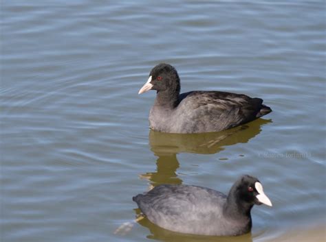 オオバン 額板の大きさが違う 気楽にとり 鳥撮り 歩き