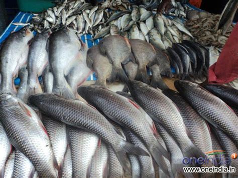 Bangladesh Puts 22 Day Ban On Hilsa Fishing Oneindia News