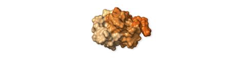 Bad News Wrapped In Protein Inside The Coronavirus Genome The New