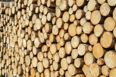 Stack Of Seasoned Firewood Logs Sits On The Ground Ready For Use Stock