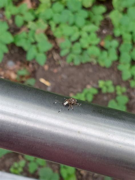 Weeviltime R Weeviltime