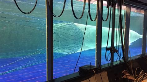 Exploring The Benefits Of A Flume Tank In Trawl Testing Sng