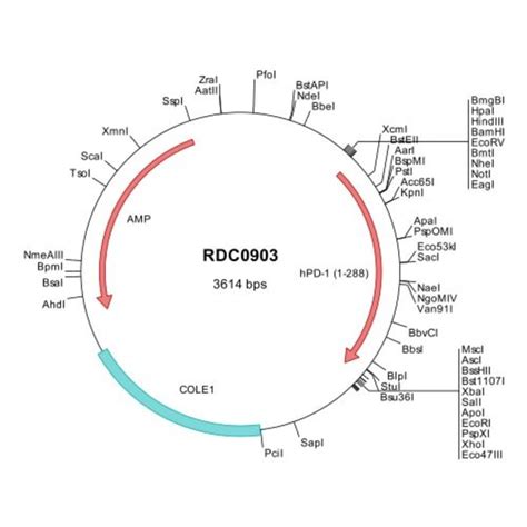 Randd Systems™ Human Pd 1 Np005009 Versaclone Cdna 10 μg Fisher