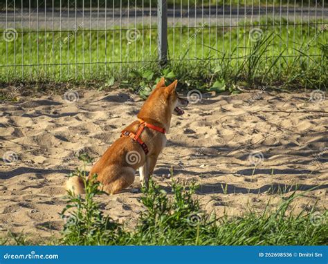 Shiba Inu Loopgebied Stock Foto Image Of Gazon Meisje 262698536