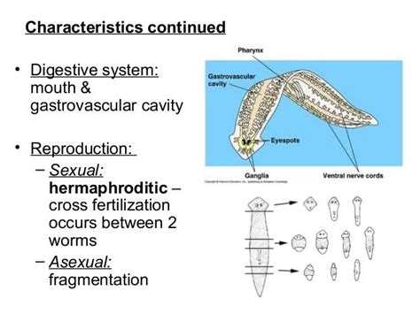 Phylum Platyhelminthes