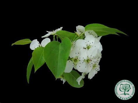 上海数字植物志