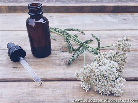 How To Use Yarrow Medicinally