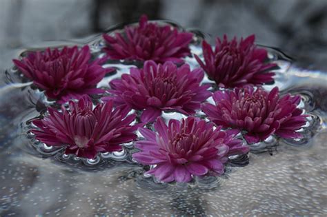 Su Ile Yuvarlak Şeffaf Bir Tabakta Güzel Pembe Krizantem Çiçeklerinin