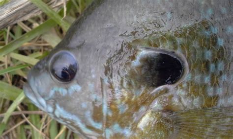 The Show Me Fly Guy The Hybrid Bluegillsunfish What You May Not Know