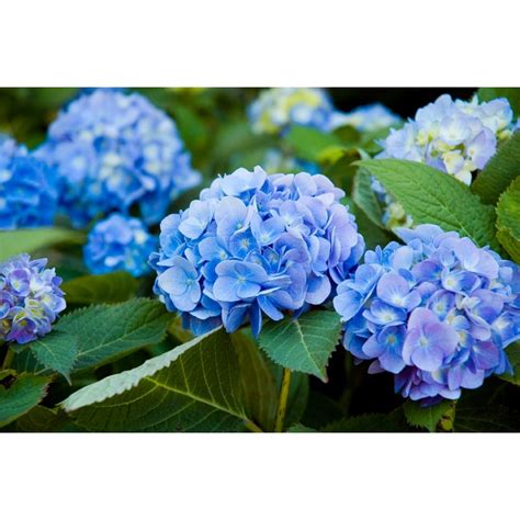 Jual Bibit Benih Biji Bunga Hydrangea Hortensia Kembang Bokor Biji Tanaman Pohon Hydrangea