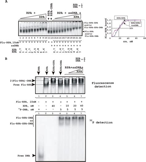 Rpa Xpa Complex Formation Fluorescently Labeled Rpa Was Titrated By
