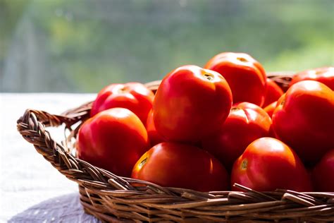The Art Of Harvesting Tomatoes When And How To Pick The Perfect Fruit