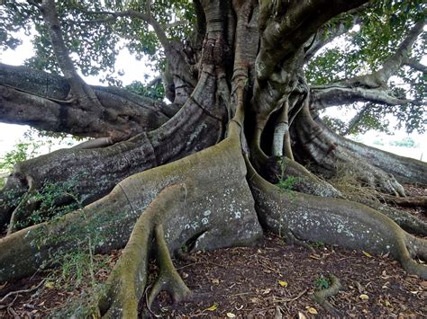 The Fig The Massive Buttressed Root System To Support This… Flickr