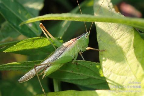 ホシササキリ 日本まるごと生き物図鑑