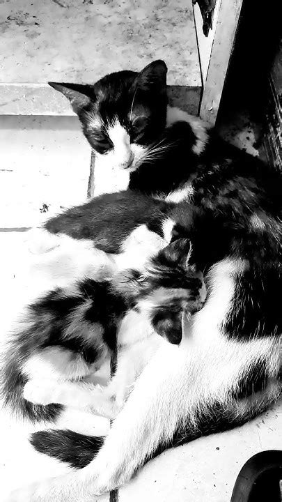 Selalu Kompak Youtube