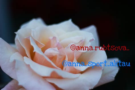 Pho Le Thai 🐘Слоны в Таиланде — национальный символ страны они являются священным животным ☝